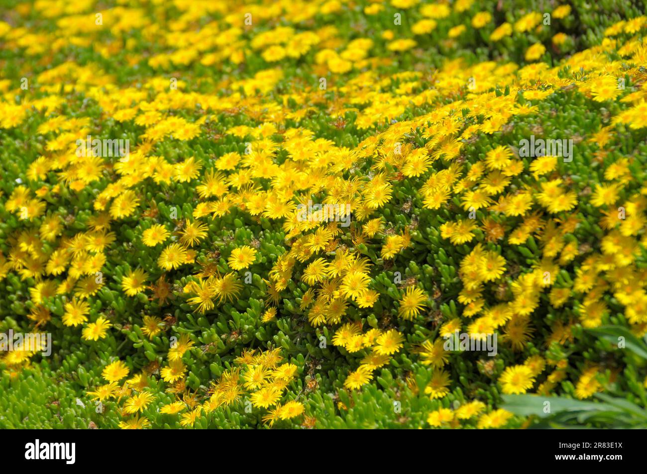 Midday flowers hi-res stock photography and images - Alamy