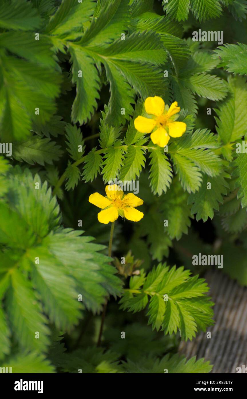 Medicinal plant: Goose cinquefoil, blitum (anserina), goose cinquefoil ...