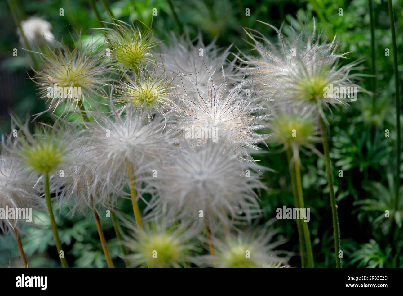 Faded pasque flower, pasque flowers (Pulsatilla vulgaris) Rose garden ...