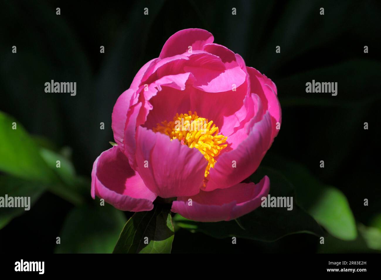 European peony (Paeonia officinalis), Benedictine rose, true peony ...