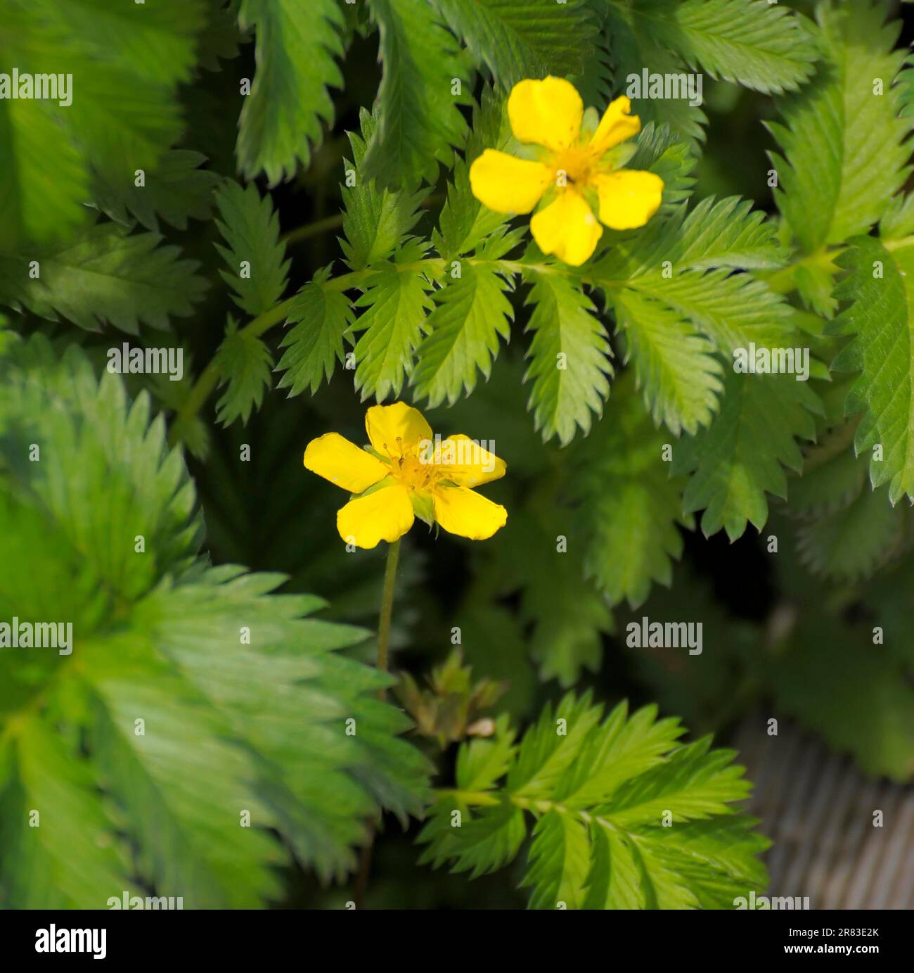 Medicinal plant: Goose cinquefoil, blitum (anserina), goose cinquefoil ...