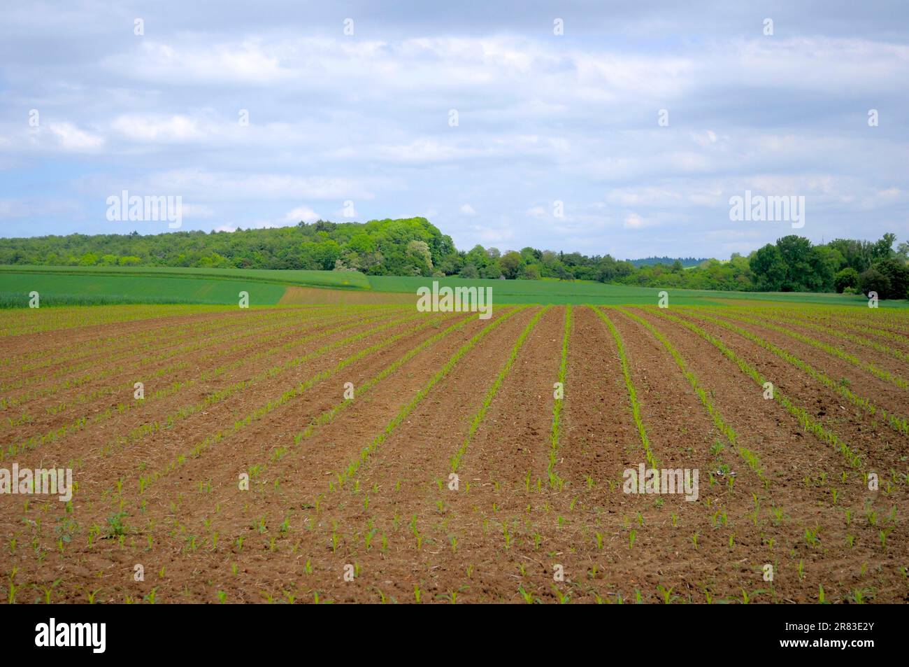 Maize rose hi-res stock photography and images - Alamy