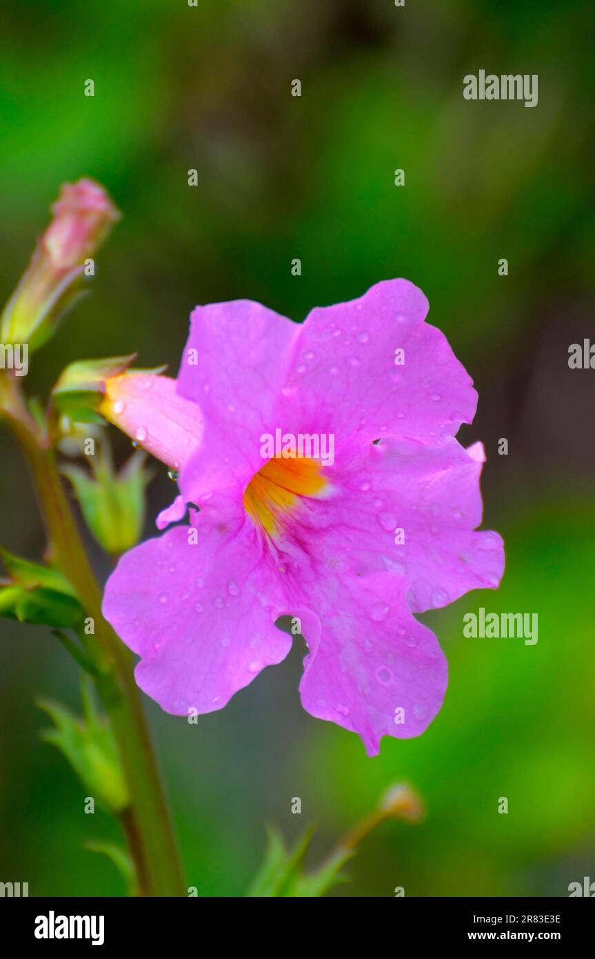 Mandevilla (Dipladenia) sanderi, flowering, Mandevilla rose garden in ...