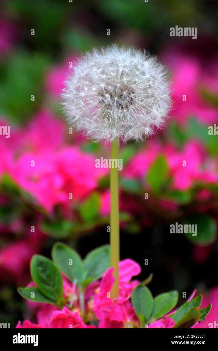 Dandelion flowering in azalea, common dandelion (Taraxacum sect ...