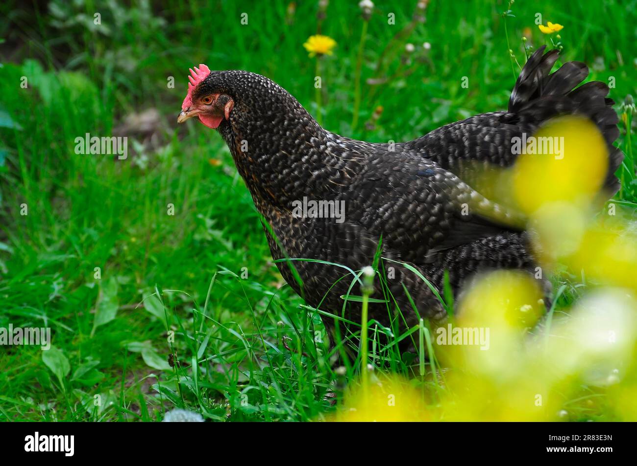 Domestic chicken (Gallus gallus domesticus Stock Photo - Alamy