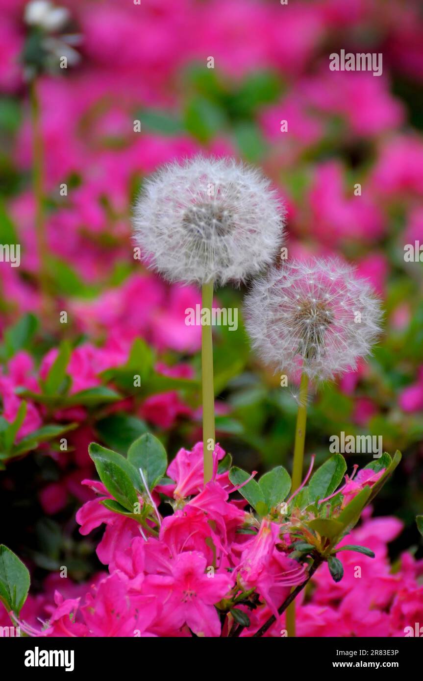 Dandelion flowering in azalea, common dandelion (Taraxacum sect ...