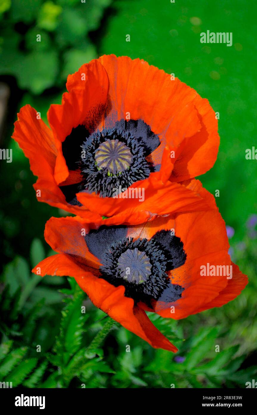 Turkish Poppy Oriental Poppy (Papaver orientale), Oriental Poppy ...
