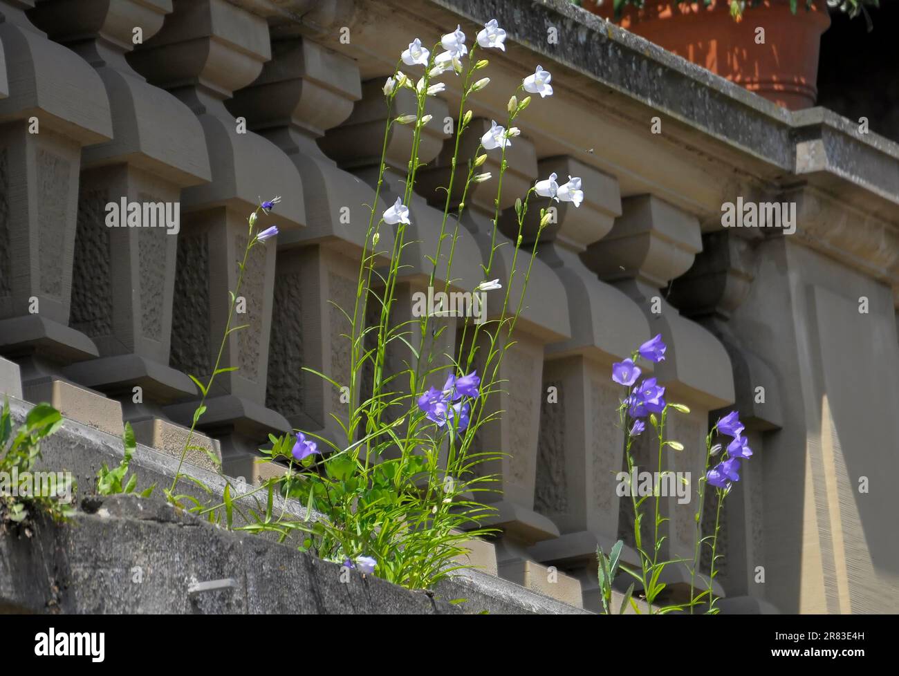 Bellflowers (Campanula), Bellflower Rose Garden in Oberderdingen Stock ...
