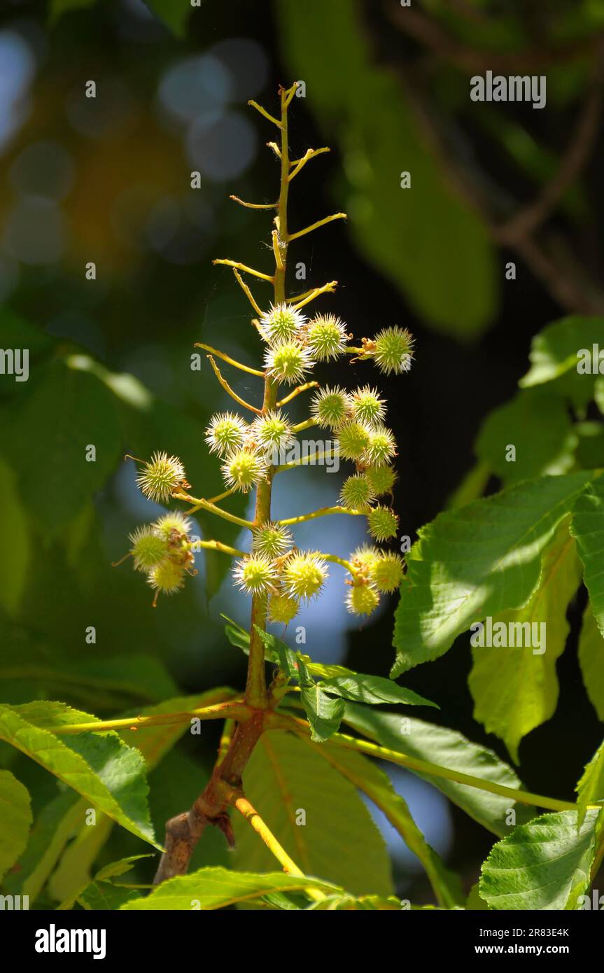 Small, young horse chestnuts on the tree, horse-chestnut (Aesculus ...