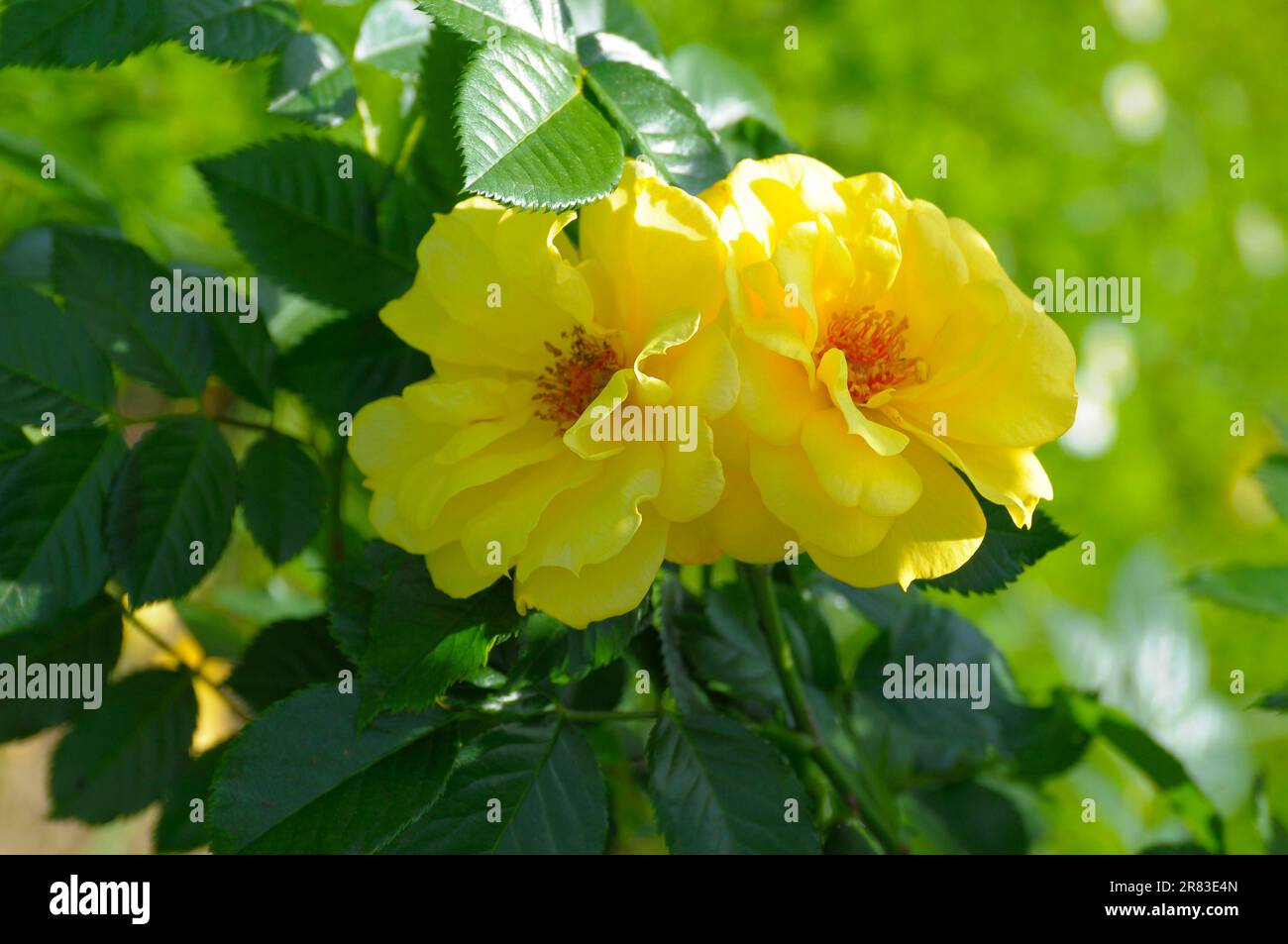 Yellow flowering rose, whole bush, cultivar: Maiwunder, rose garden in ...