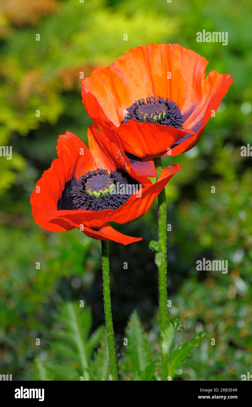 Turkish Poppy Oriental Poppy (Papaver orientale), Oriental Poppy ...