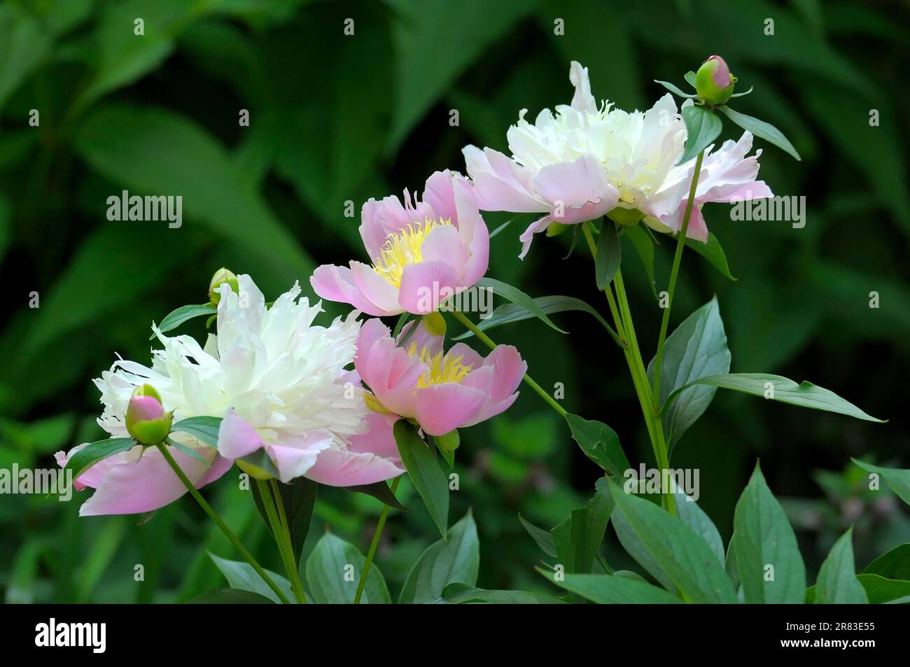 European peony (Paeonia officinalis), Benedictine rose, true peony ...