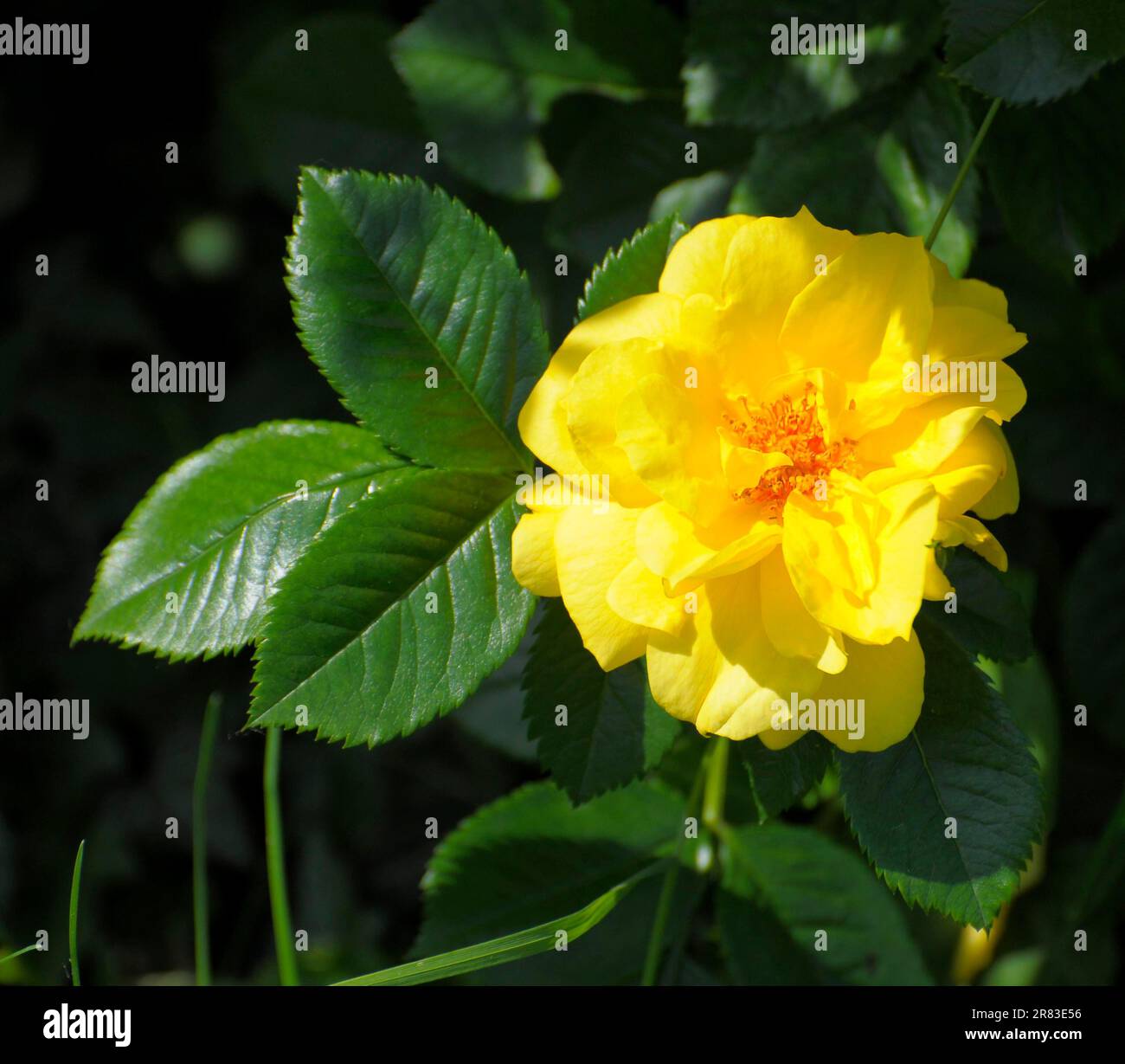 Yellow flowering rose, whole bush, cultivar: Maiwunder, rose garden in ...