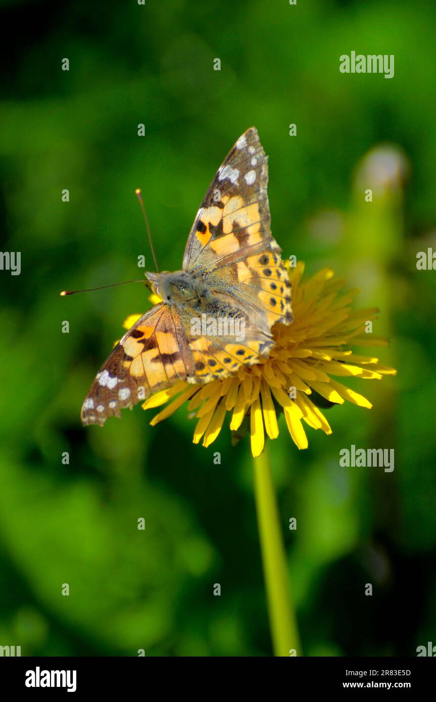 Butterfly, thistle butterfly on dandelion flower, dandelion, dandelion ...