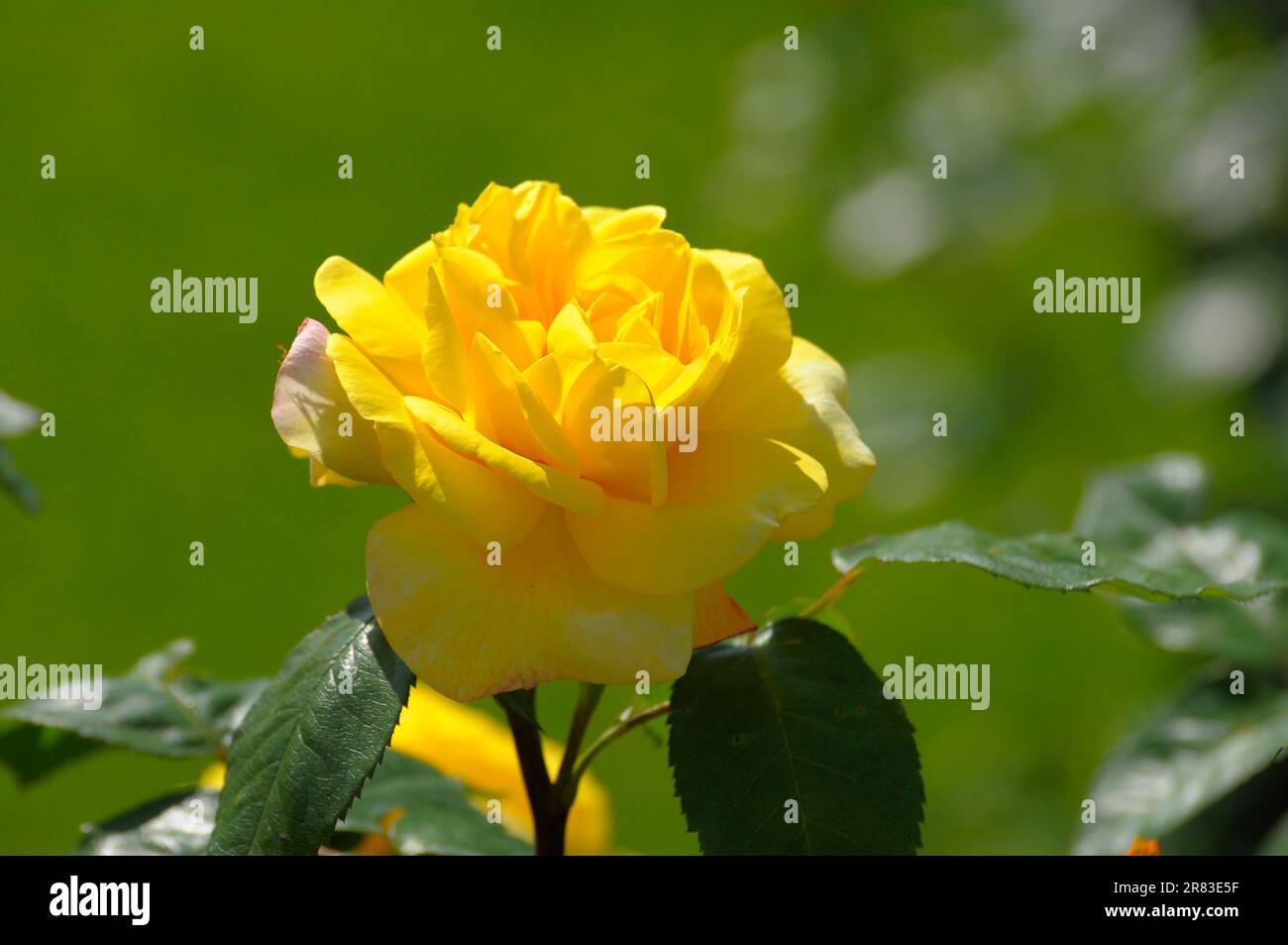 Yellow flowering rose, whole bush, cultivar: Maiwunder, rose garden in ...