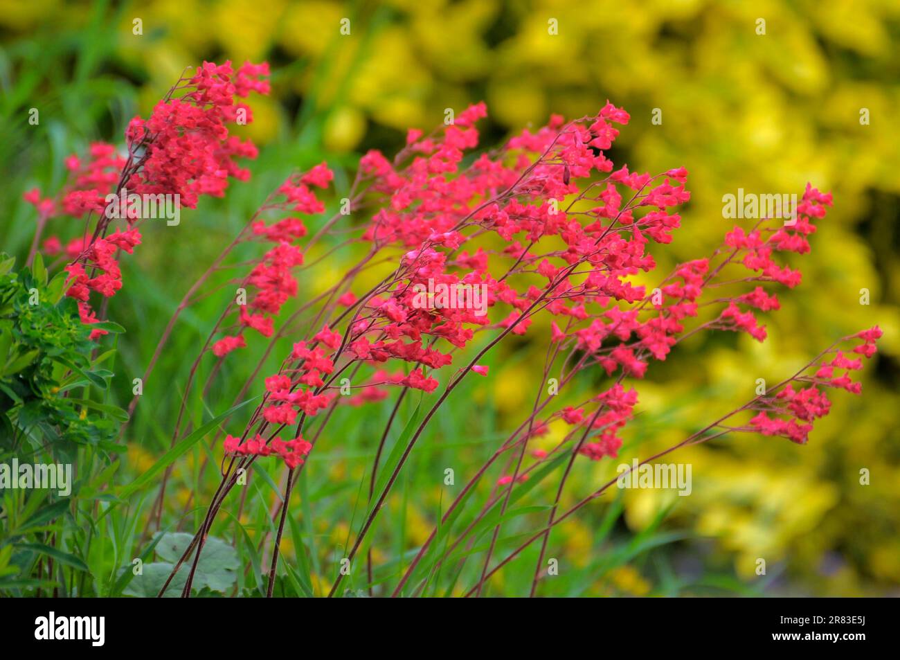 Heuchera hybrid flowering in the garden, alumroot (Heuchera) Rose ...