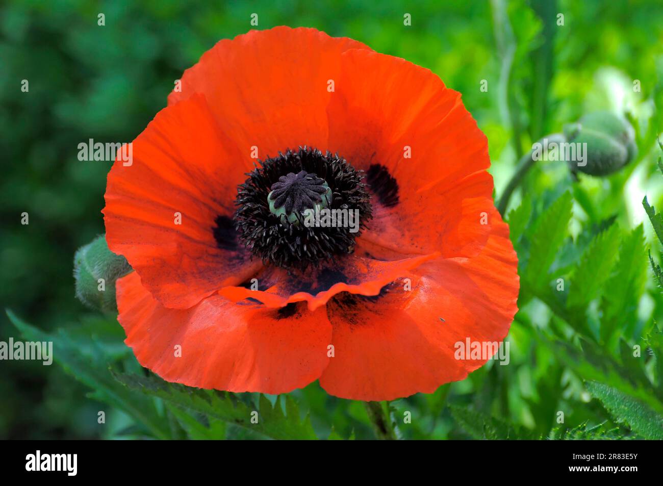 Turkish Poppy Oriental Poppy (Papaver orientale), Oriental Poppy ...