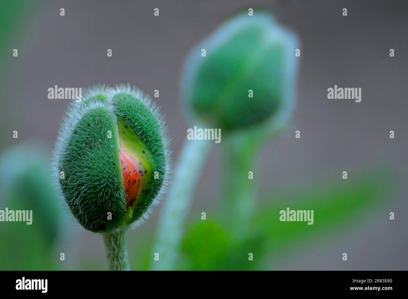 Turkish Poppy Oriental Poppy (Papaver orientale), Oriental Poppy ...