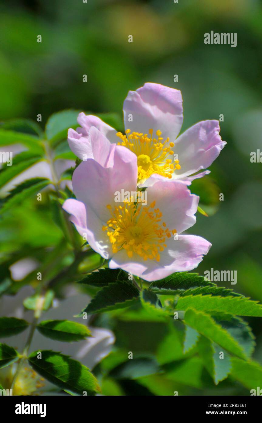 Hedge rose in the garden flowering, pink, white flowering, hedge rose ...