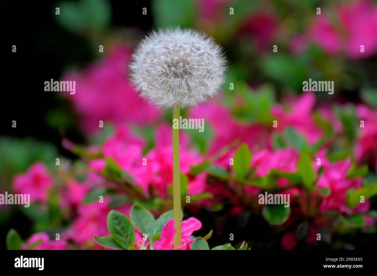 Dandelion flowering in azalea, common dandelion (Taraxacum sect ...