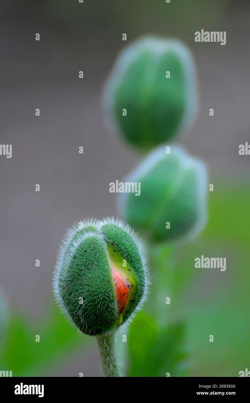 Turkish Poppy Oriental Poppy (Papaver orientale), Oriental Poppy ...