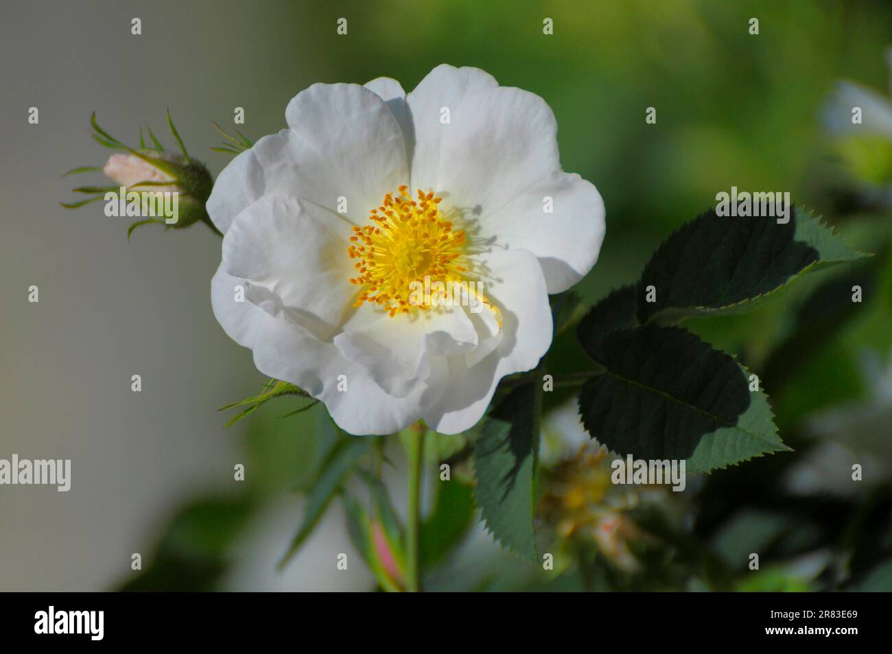 Hedge rose in the garden flowering, pink, white flowering, hedge rose ...