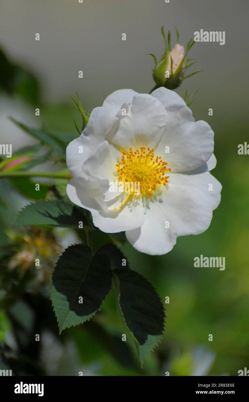 Hedge rose in the garden flowering, pink, white flowering, hedge rose ...