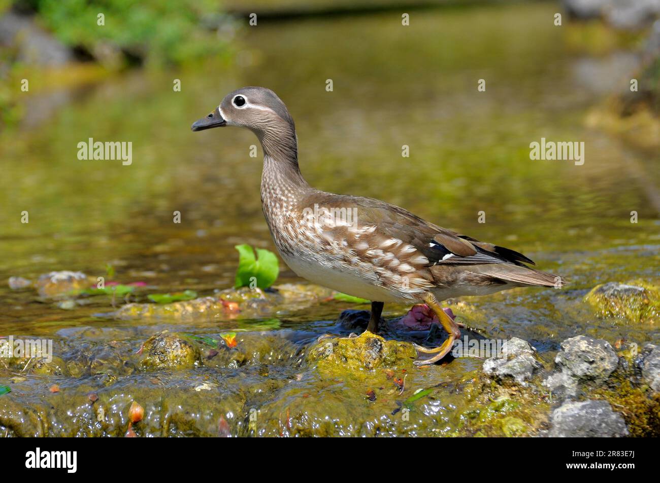 Duck by the stream with chicks, Mandarin duck (Aix galericulata) Rose ...