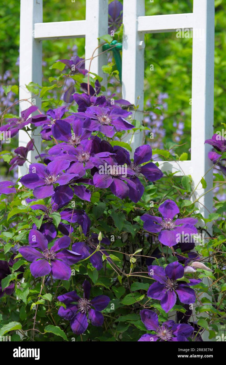 Flowering Baroque in Ludwigsburg, Clematis flowering on a climbing ...