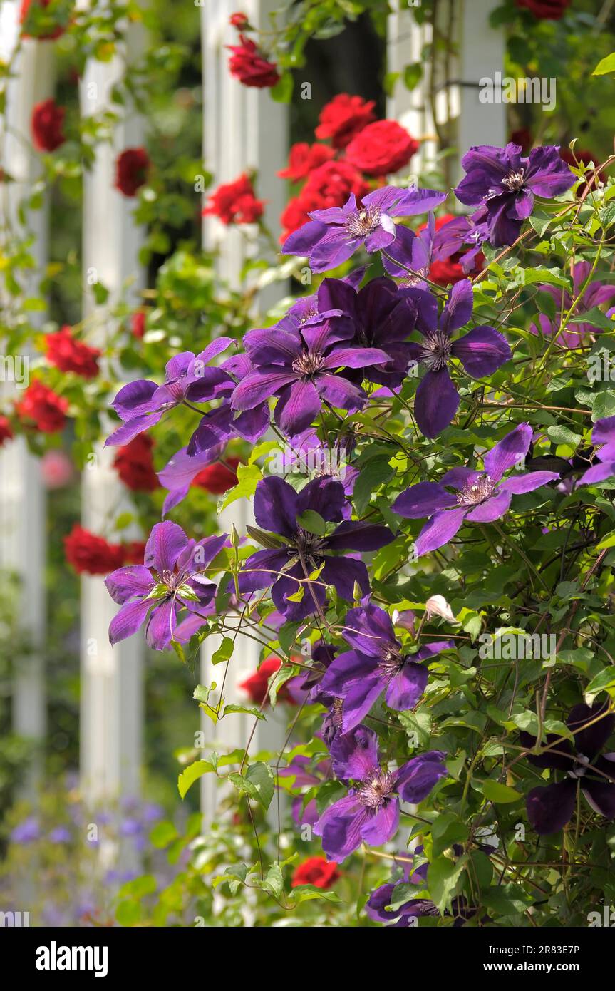 Flowering Baroque in Ludwigsburg, Clematis flowering on a climbing ...