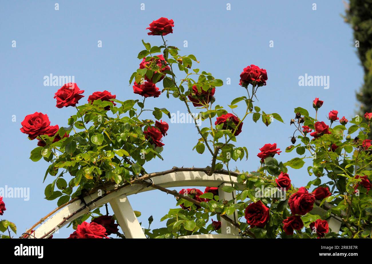 Flowering Baroque in Ludwigsburg, red climbing roses, rose arch, rose garden in Oberderdingen ...
