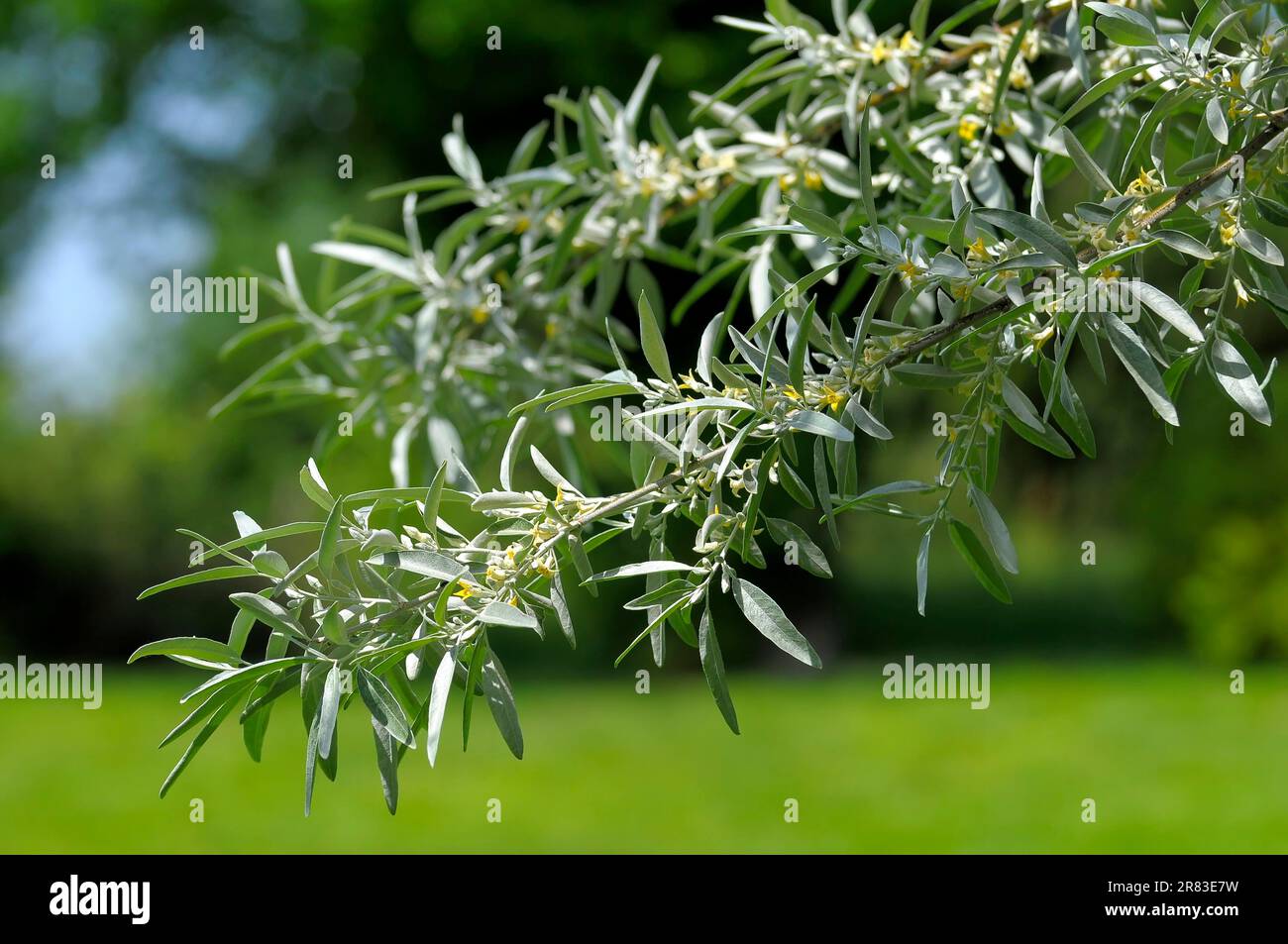 Olive branch in flower, olive tree (Olea europaea), also true olive ...