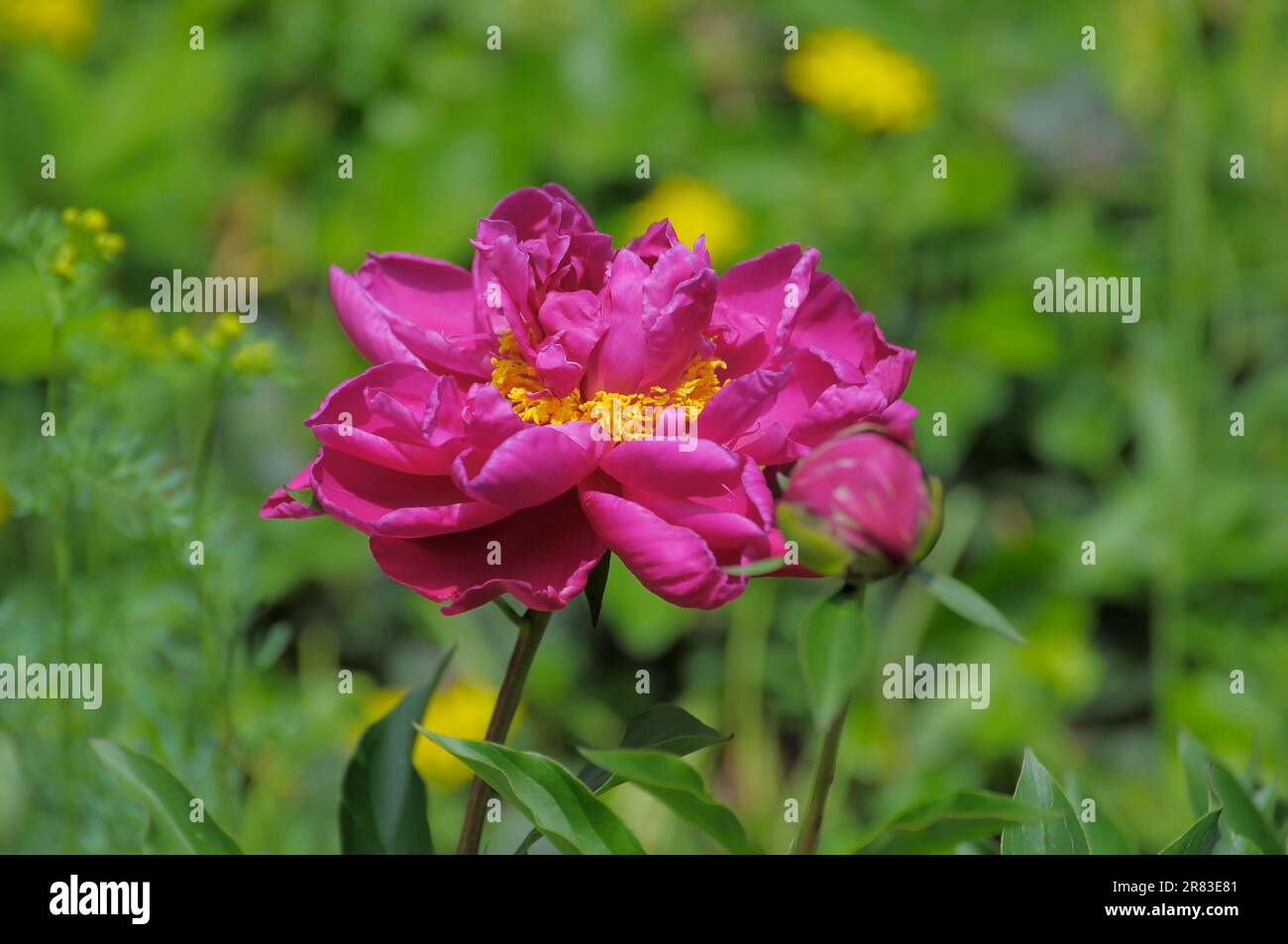 European peony (Paeonia officinalis), Benedictine rose, true peony ...