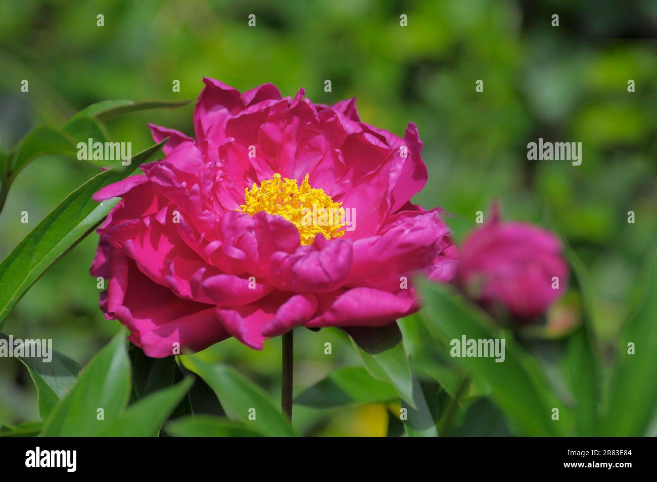 European peony (Paeonia officinalis), Benedictine rose, true peony ...