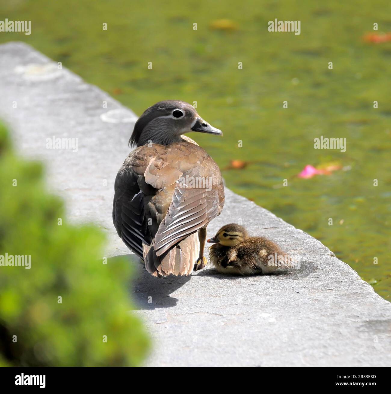 Duck by the stream with chicks, Mandarin duck (Aix galericulata) Rose ...