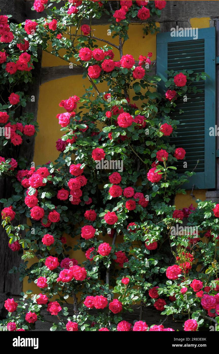 Red climbing roses flowering on house wall, window with shutter, rose ...