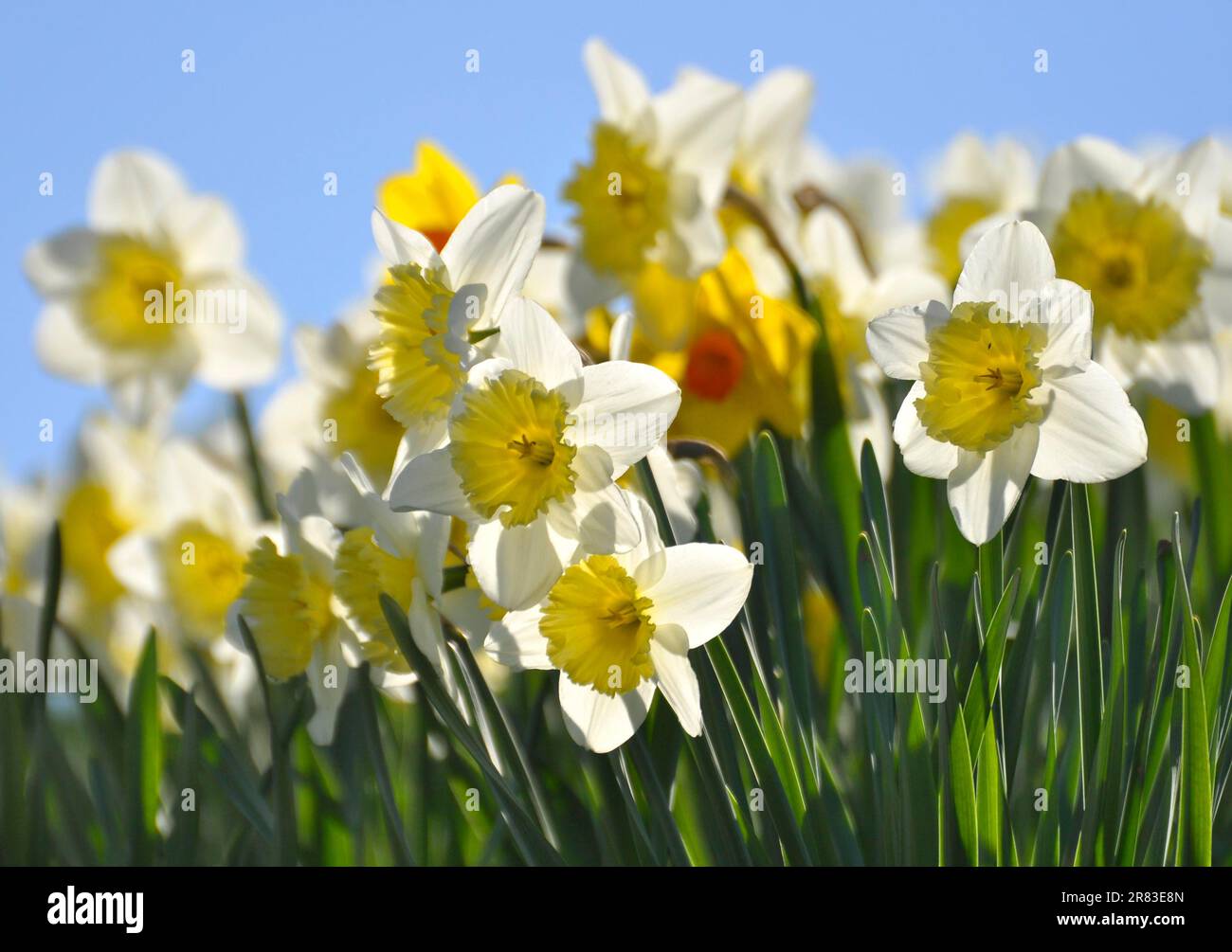 Daffodils flowering in spring in the meadow, yellow daffodil (narcissus ...
