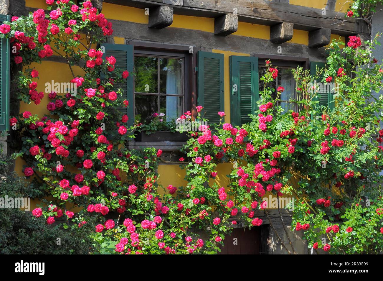 Red climbing roses flowering on house wall, window with shutter, rose ...