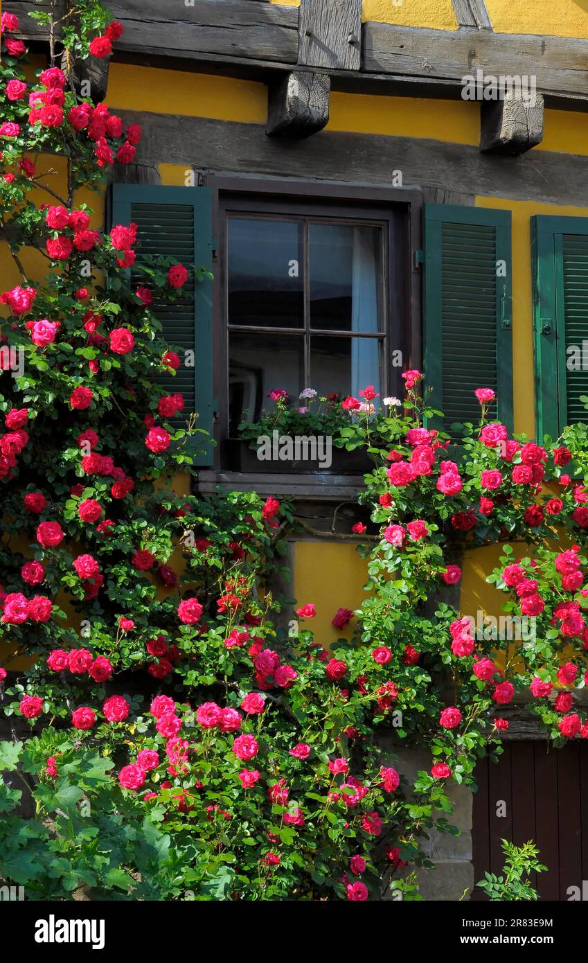 Red climbing roses flowering on house wall, window with shutter, rose ...