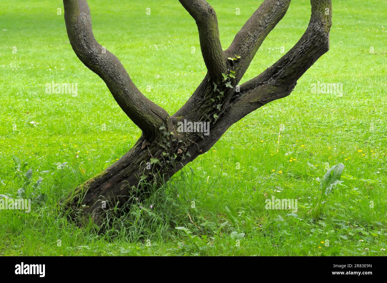 Leaning tree trunk in the lawn, rose garden in Oberderdingen Stock ...