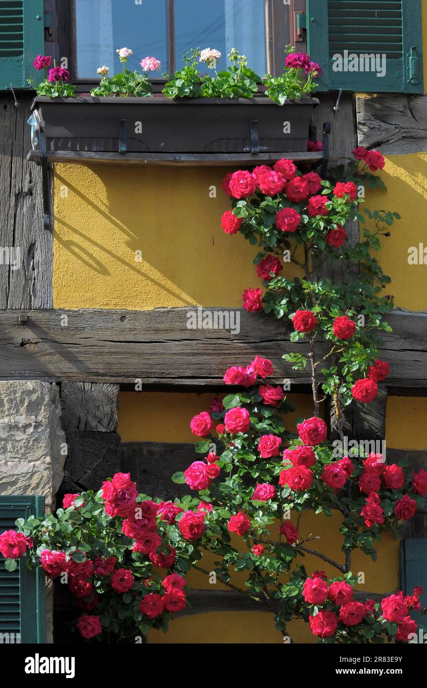 Red climbing roses flowering on house wall, window with shutter, rose ...