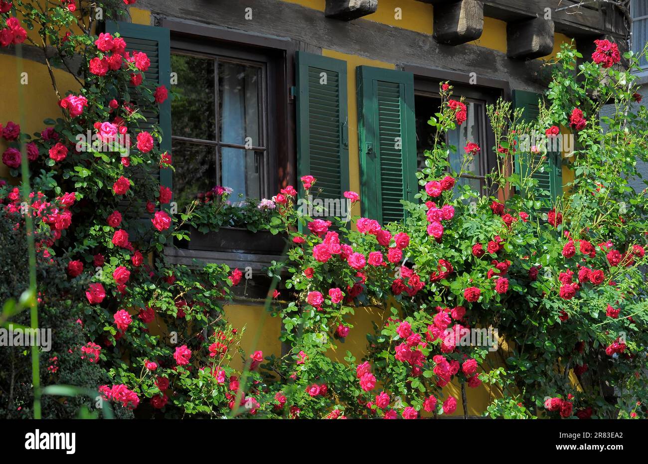 Red climbing roses flowering on house wall, window with shutter, rose ...
