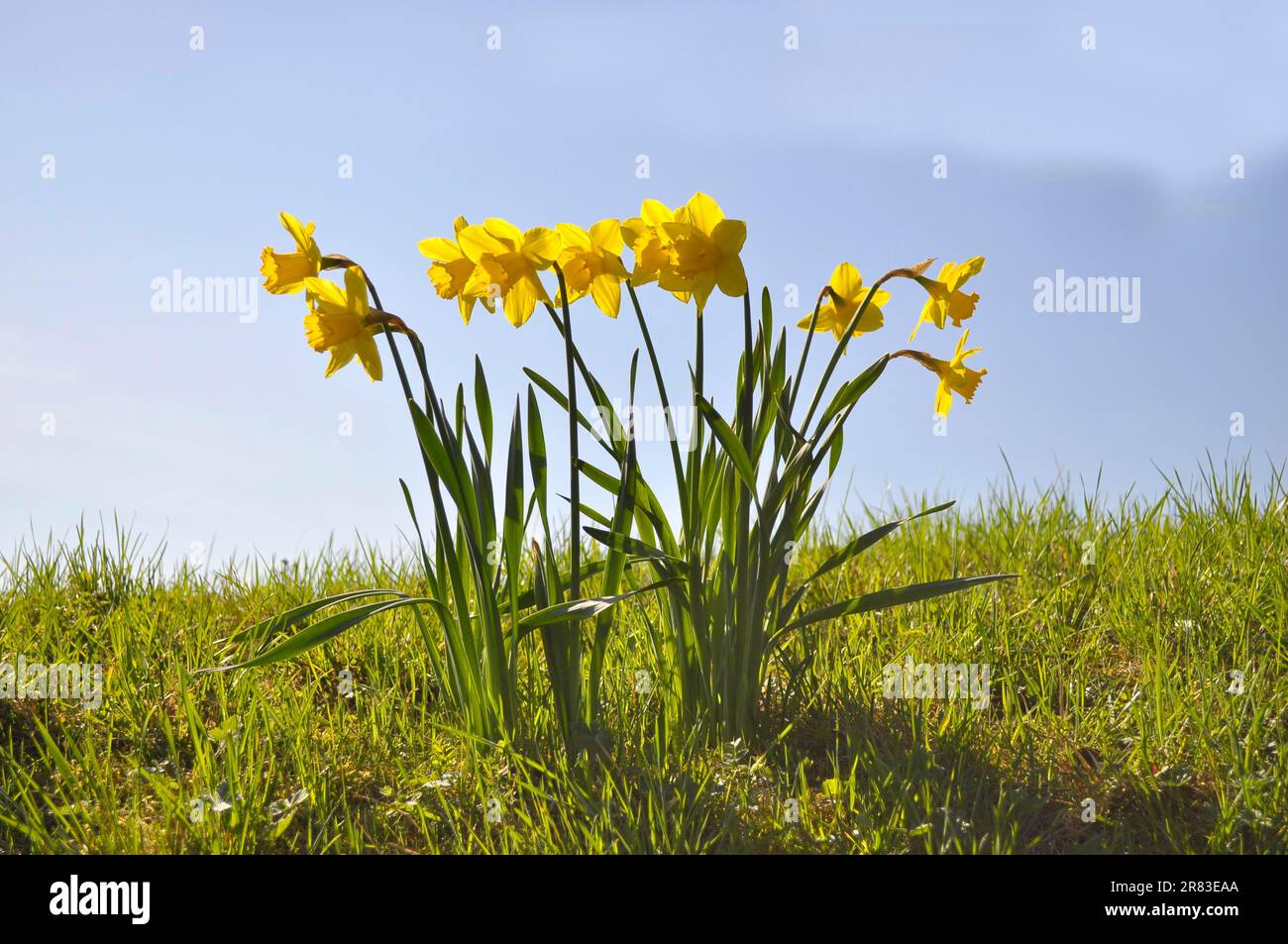 Daffodils flowering in spring in the meadow, yellow daffodil (narcissus ...