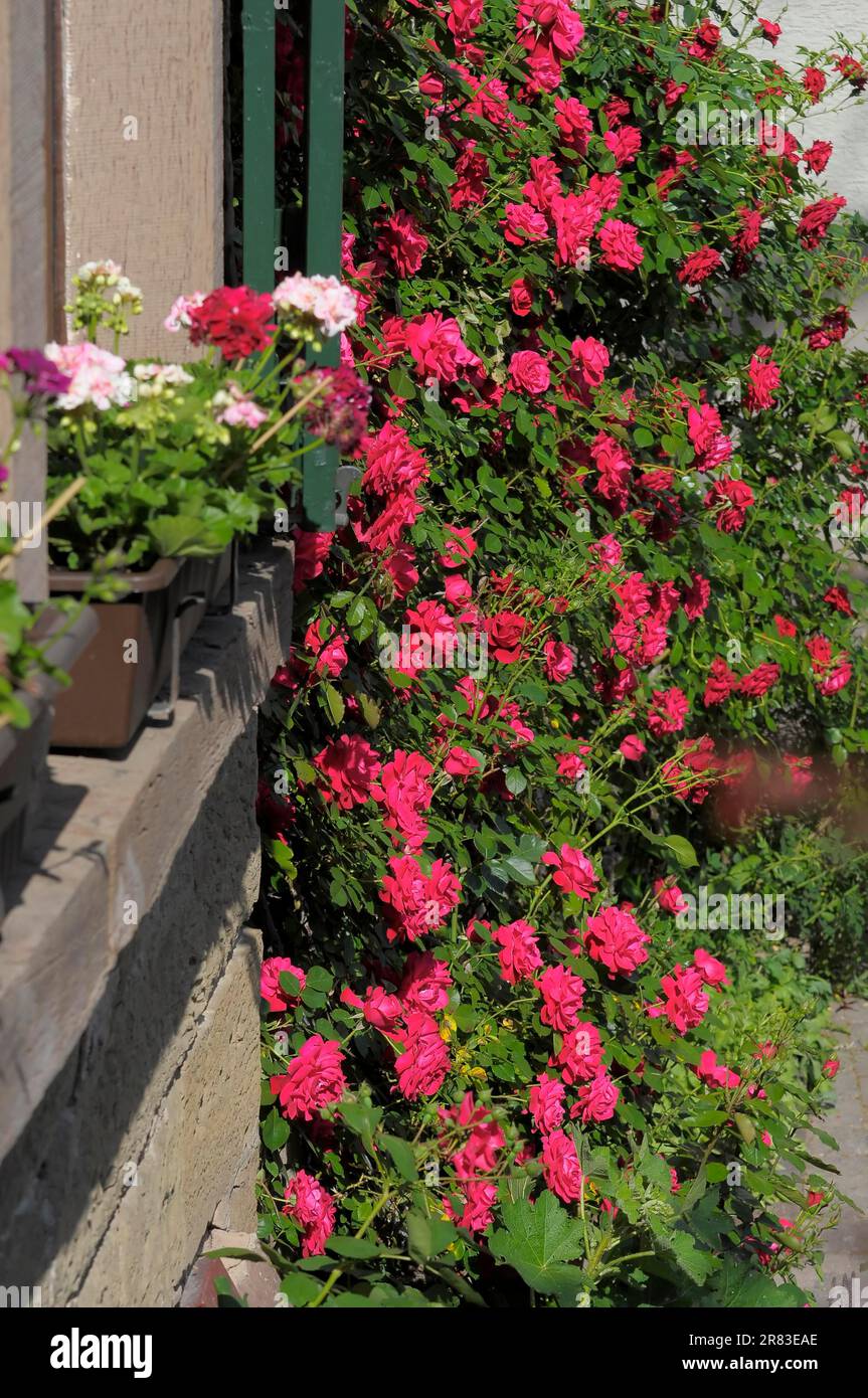 Red climbing roses flowering on house wall, rose garden in ...