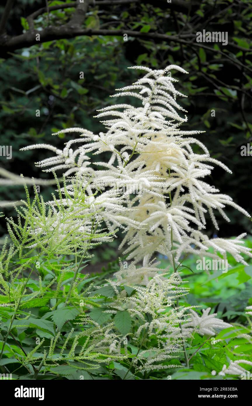 Goat's beard (Aruncus dioicus), flowering in the garden, rose garden in ...