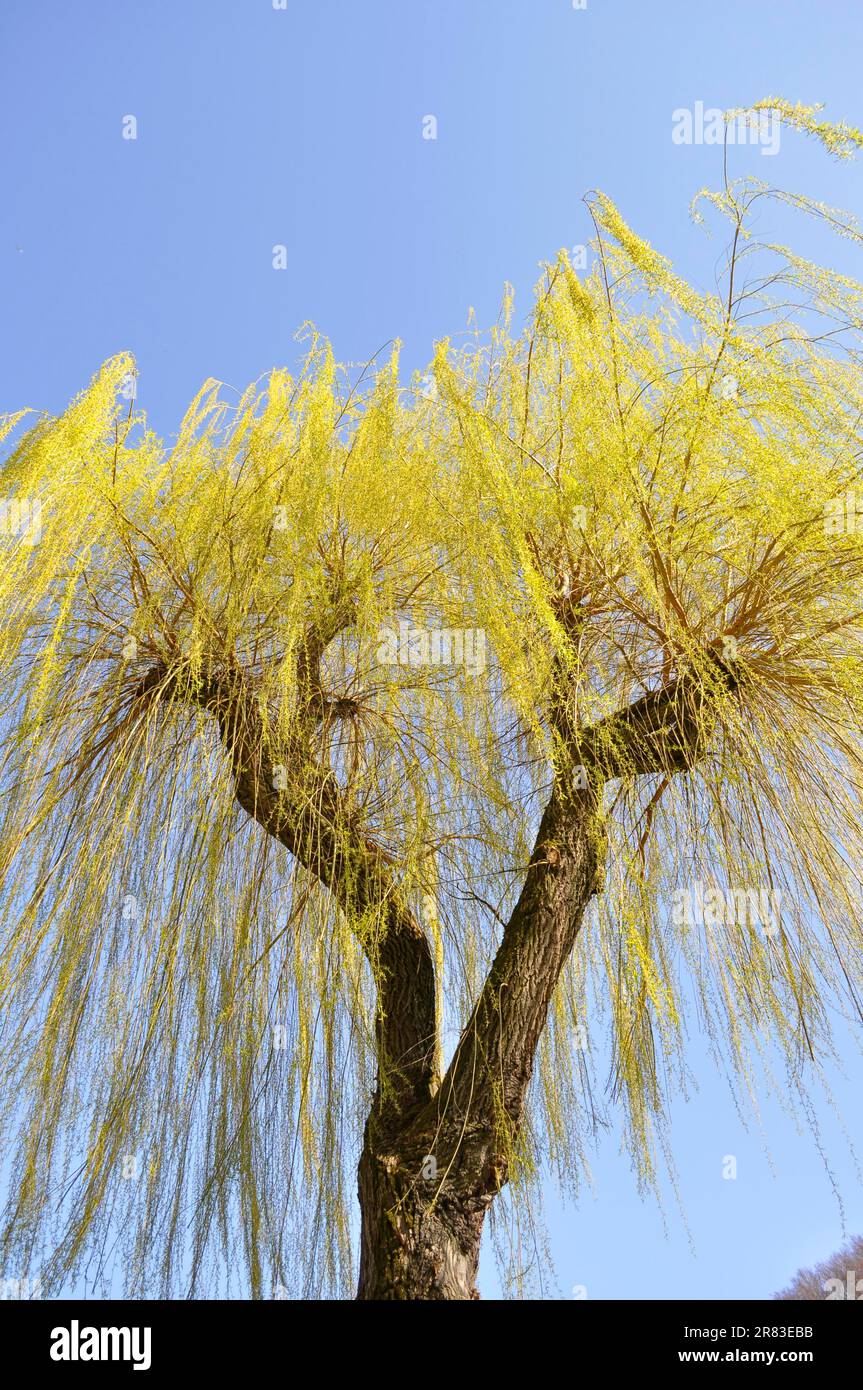 Fresh shoots of weeping willow (Salix babylonica) in spring, strong ...
