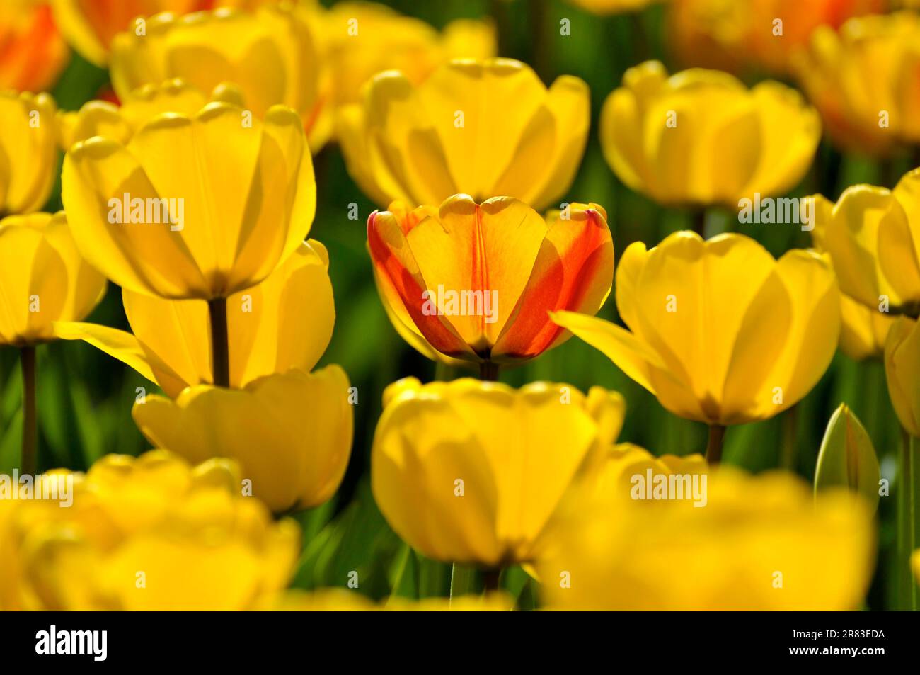 Tulip blossom, tulip garden, tulip bed Stock Photo - Alamy