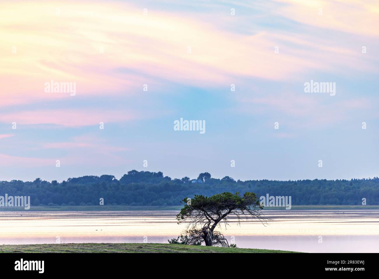 Single tree in water hi-res stock photography and images - Alamy