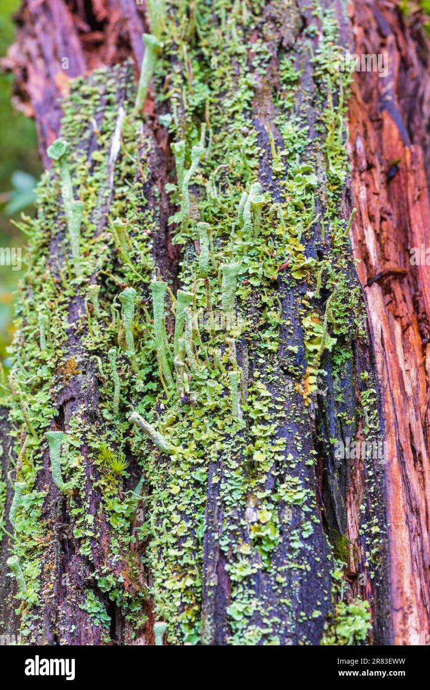 Gren tree hi-res stock photography and images - Alamy