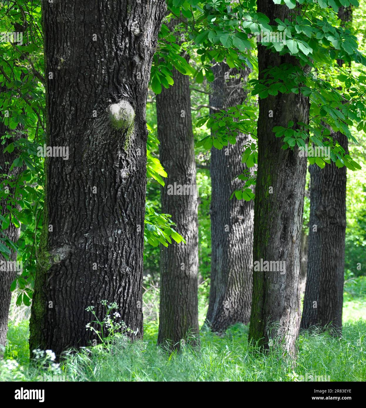 Herrenkrugpark, North Park in Magdeburg, group of chestnut trees, group ...